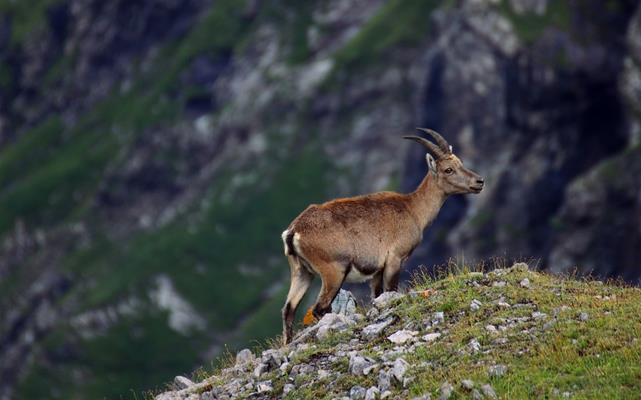 Que savez-vous vraiment du chamois ? - Montblanclive.com