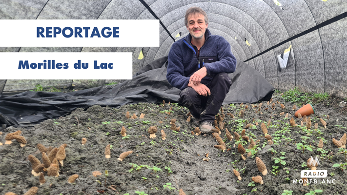 Des morilles savoyardes cultivées en forêt