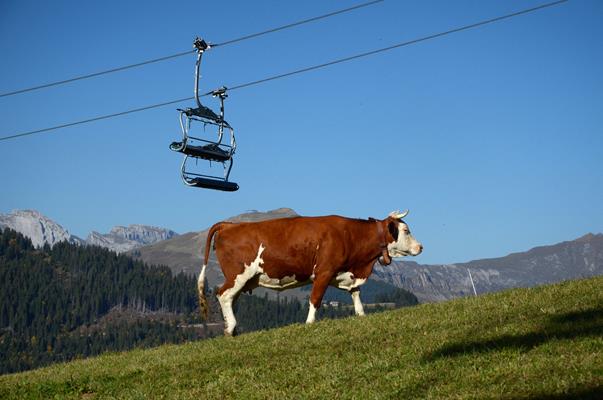 Haute-Savoie : 300 éleveurs à Annecy ce lundi pour réclamer des mesures ...