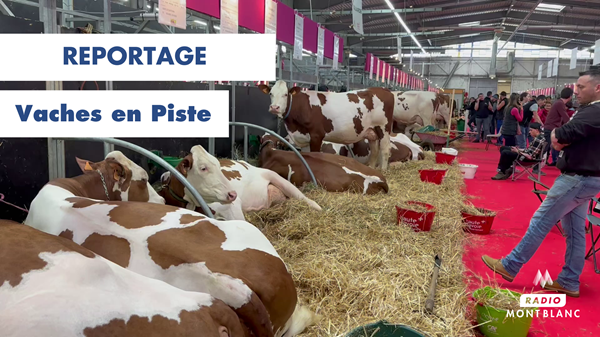 Reportage | Vaches En Piste - Radio Mont Blanc