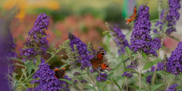 Dame nature : comment reconnaître et lutter contre une plante invasive ...