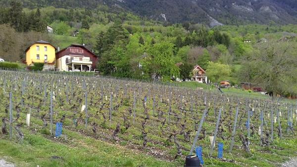 Ayze : la vigilance reste de mise ce week-end pour les vignerons